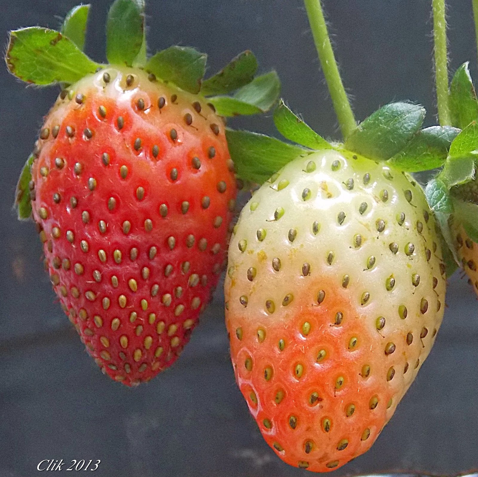 Mundo das Plantas : Como plantar Morango 02 'Sementes'
