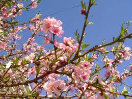 Otra Fachada De Rumania: Fiesta de Armindeni (Rama Verde)