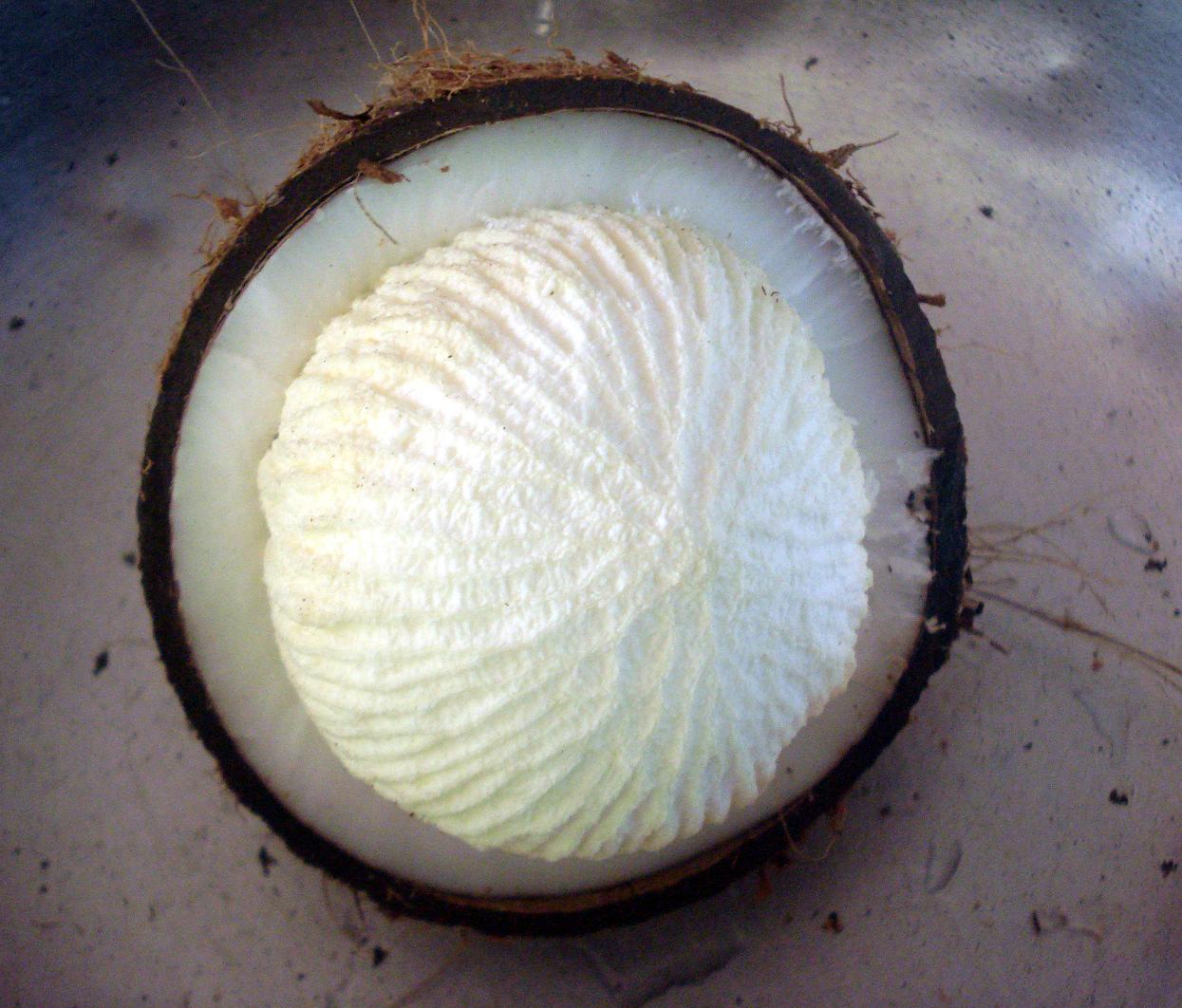 മിനി ചിത്രശാല 'photos': Coconut heart