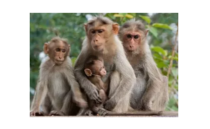 Fakta Unik Kehidupan Monyet untuk Anda Ketahui - semangat27