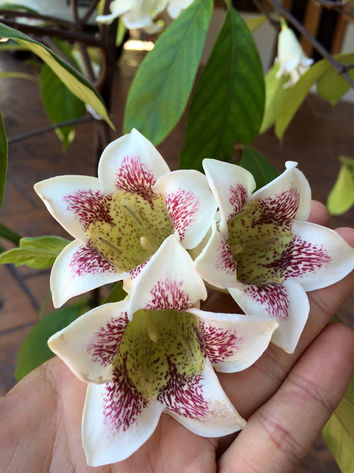 Rothmannia Pictures Gallery