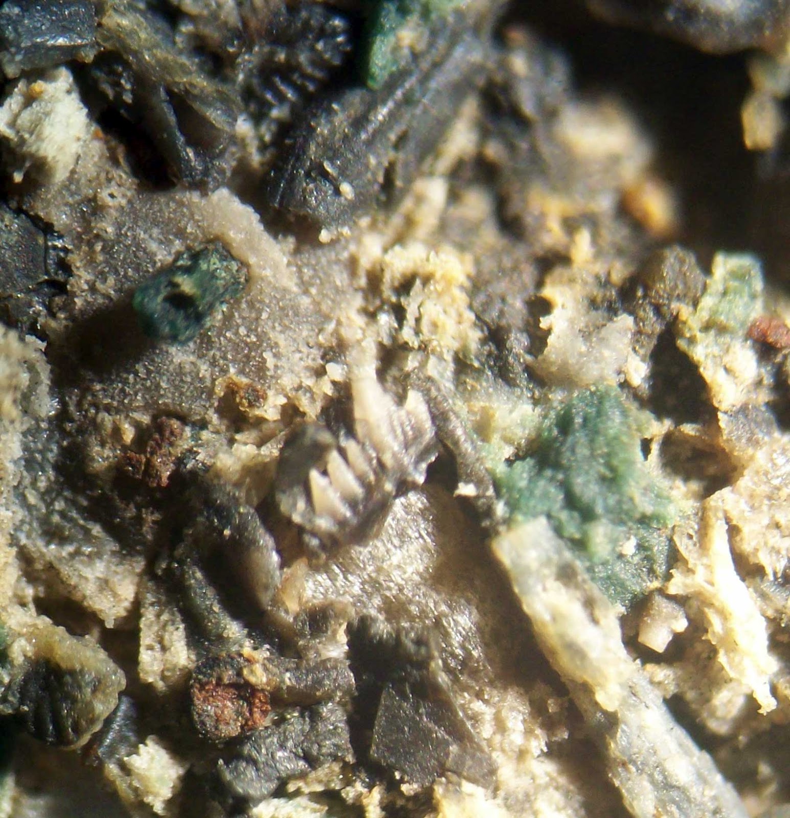 Louisville Fossils and Beyond: Calcium Acetate or the Lemon Meringue ...