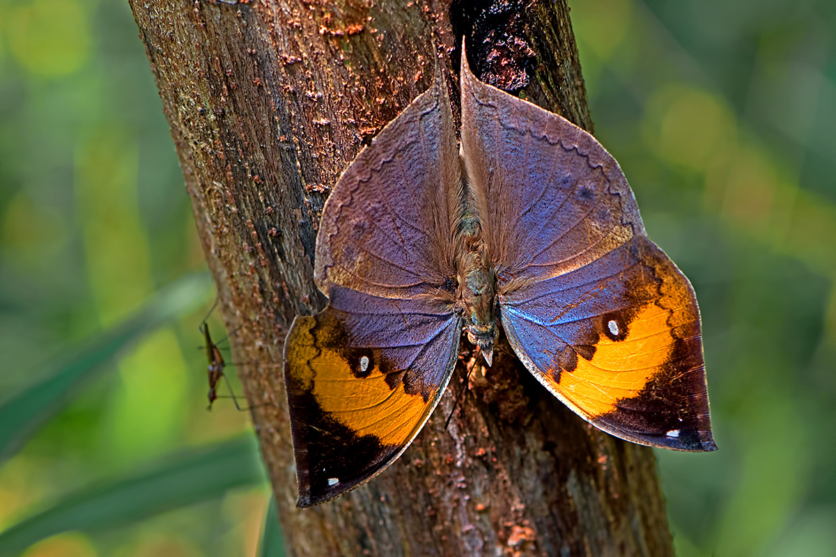 Kallima inachus - the Orange Oak Leaf | BugsAlive