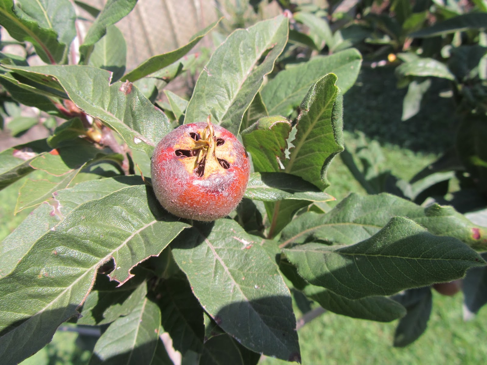 Nespolo Comune o di Germania (Mespilus germanica) - Coltivazione e Cure ...