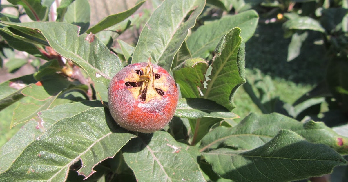 Nespolo Comune o di Germania (Mespilus germanica) - Coltivazione e Cure ...