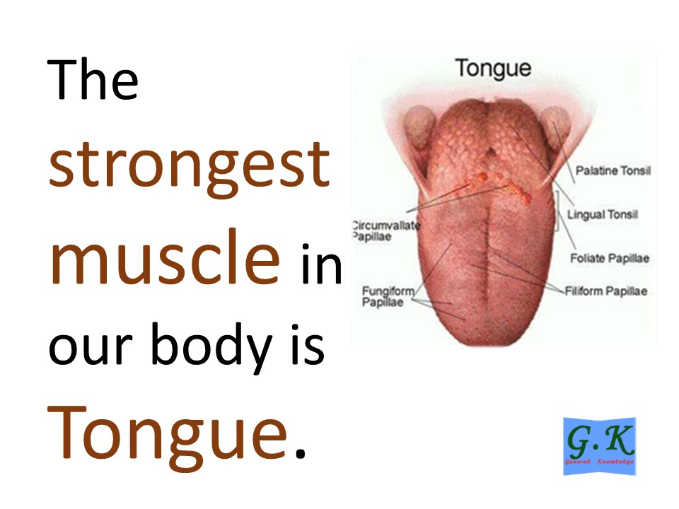Which Is The Strongest Muscle In Your Body Mastery Wiki which-is-the-strongest-muscle-in-your-body-mastery-wiki