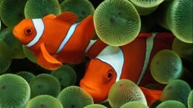 BIOLOGIA MARINA: PEZ