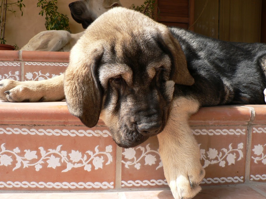 Allan Padget: Los Mastines (Razas de Perros)