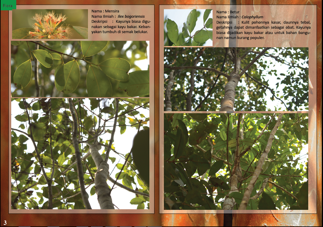 FLORA ~ Hutan Pelawan