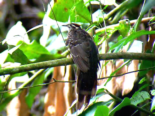 Bellas Aves de El Salvador: Dromococcyx phasianellus (cuco faisán, tres ...