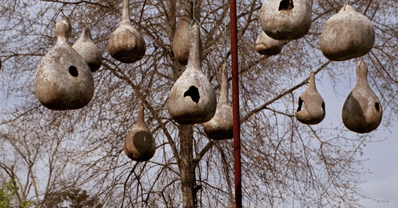 Plants & Gardens in Colonial & Early America: 1714 Purple Martins in Gourds