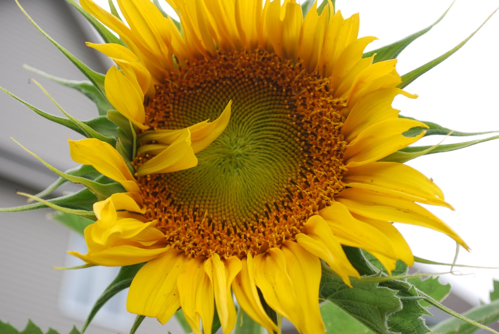 3 Jardins au Québec: Une fleur m'a dit...