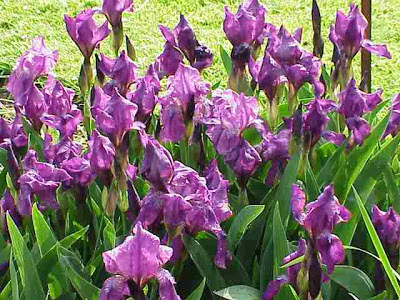 Trees Planet: Iris germanica - German Iris - Bearded Iris