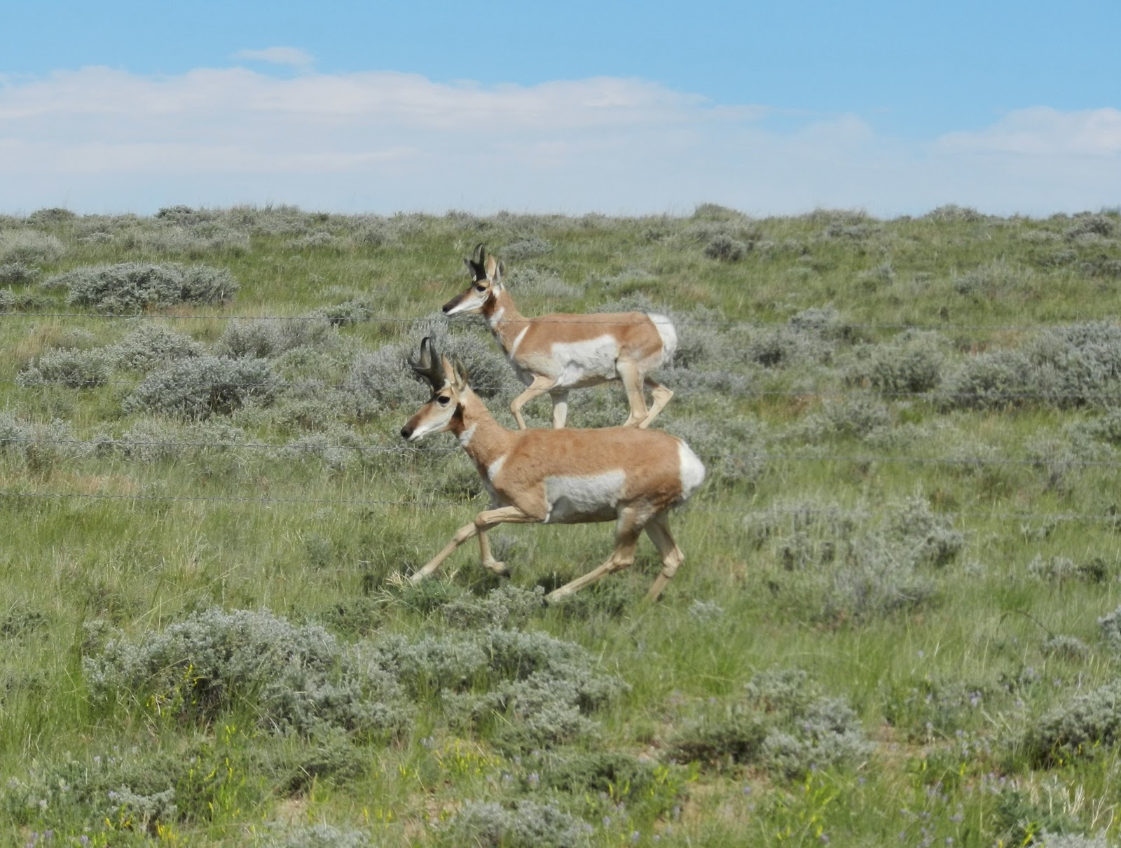 Fizzy Notions: Pronghorn