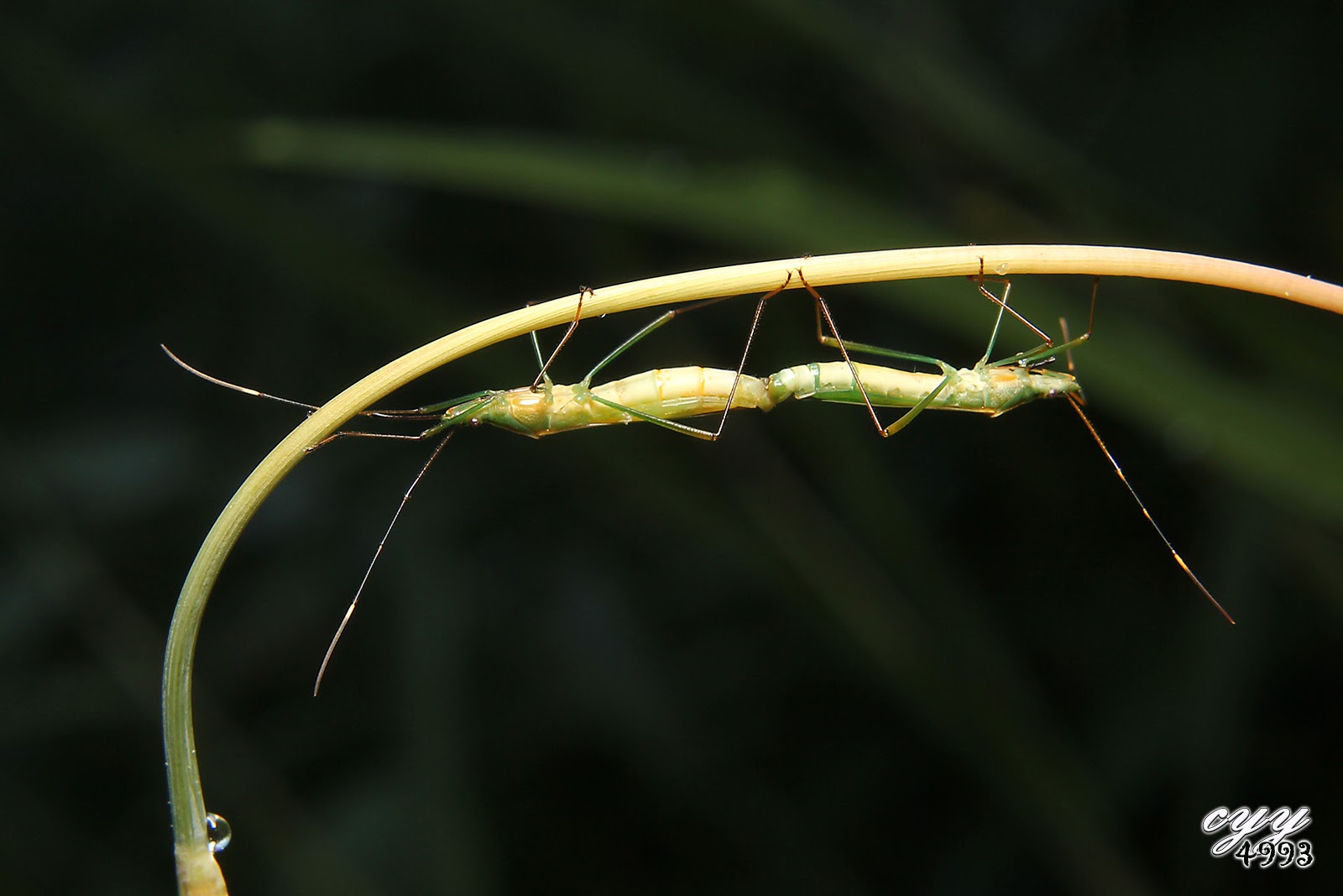 cyy4993: Paddy Bug [Alydidae] Leptocorisa Acuta (Thunberg, 1783) 禾蛛緣椿象