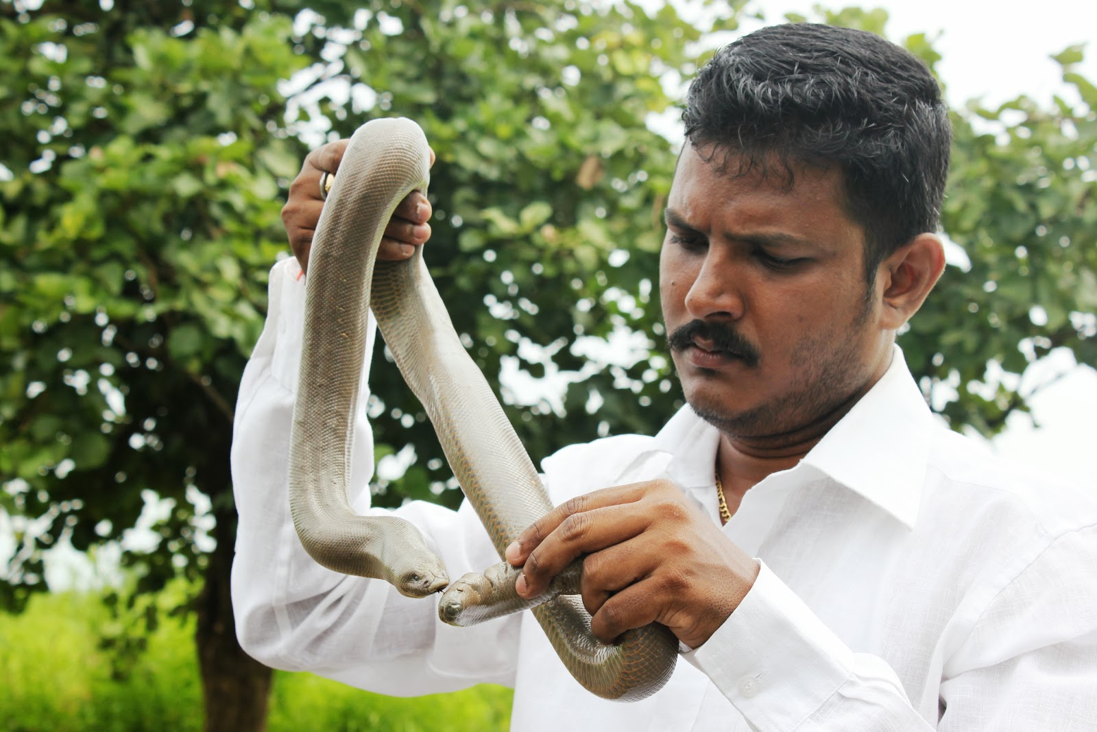 PAWS-Mumbai Press Kit Update: Sand Boa rescued from Goregaon Aarey ...