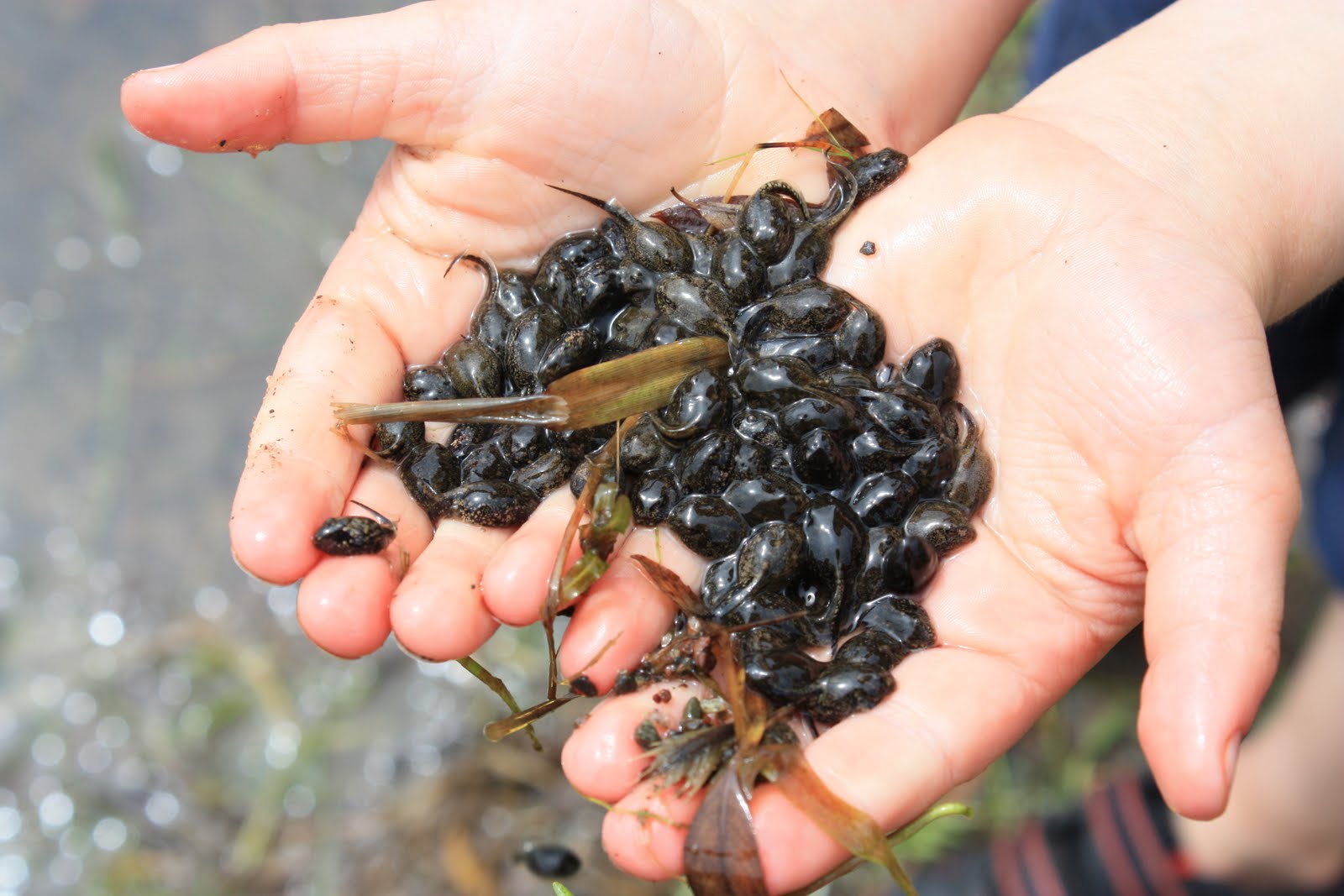 lil fish studios: Tadpoles