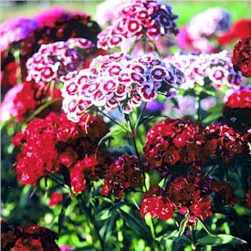 Carnations Flower: The Incarnation of God Made Flesh | Flowers