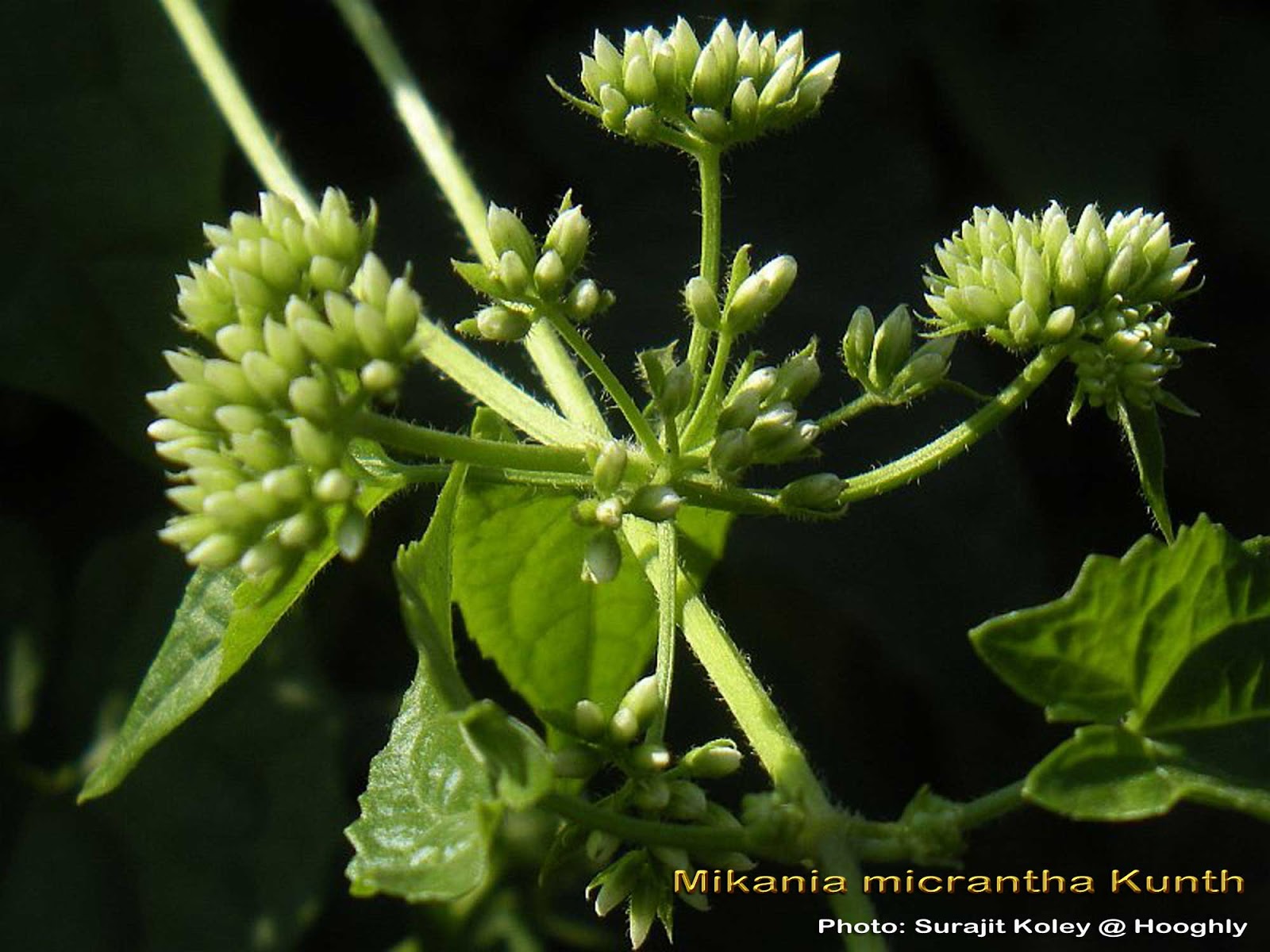 Medicinal Plants: Mikania micrantha