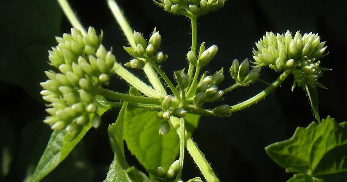 Medicinal Plants: Mikania micrantha Climbing Hempweed American rope ...