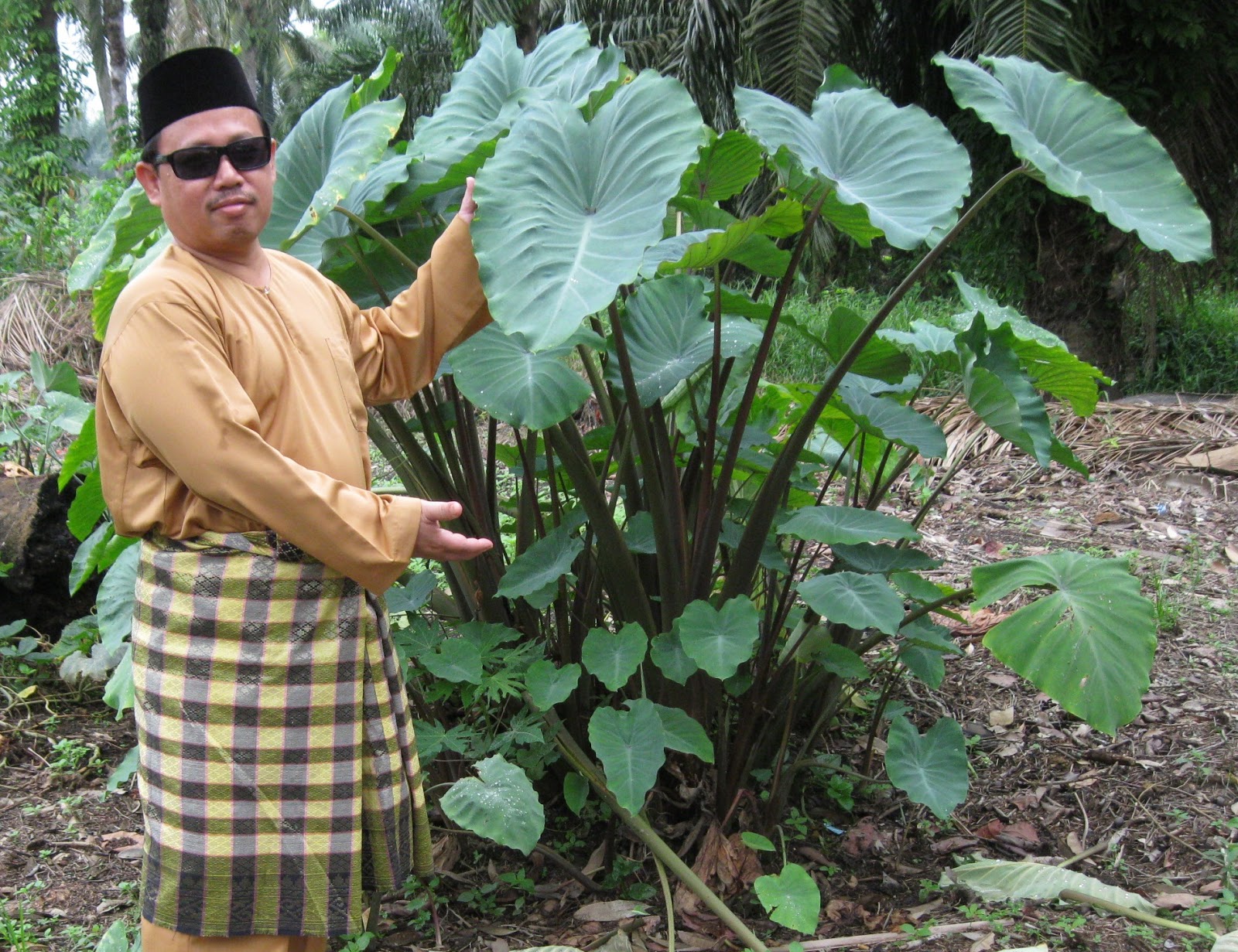 Anim Agro Technology: KELADI - SULUR KELADI