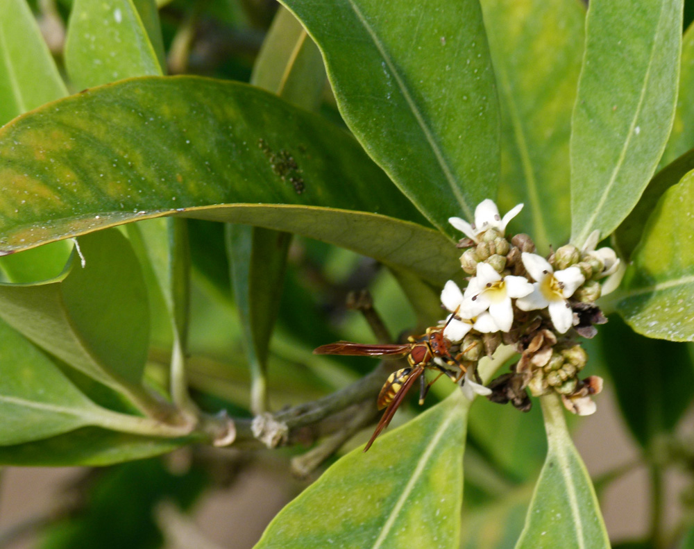 Life, Birding, Photos and Everything: Galapagos Plants