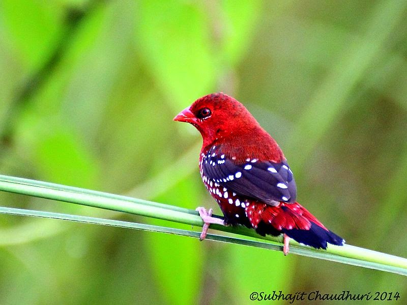 Indian Birds Photography: August 2014