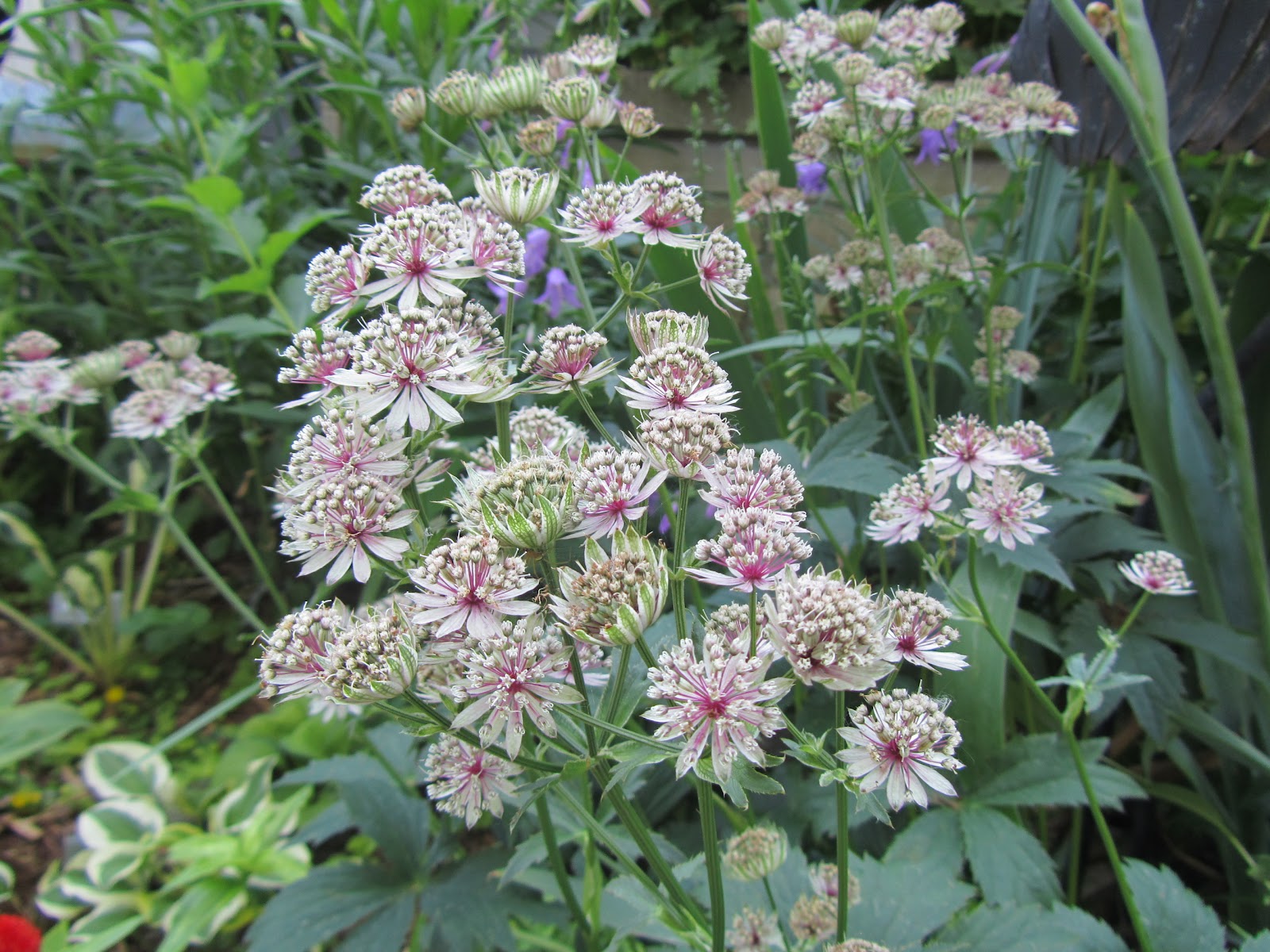 Cheesehead Gardening: Shade Plant of the Week - Astrantia ( Masterwort )
