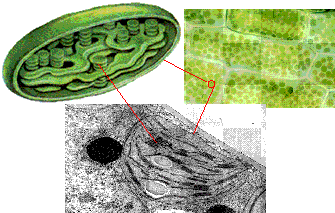 Guia de Aprendizagem: Sessão Biologia 2 - Citoplasma