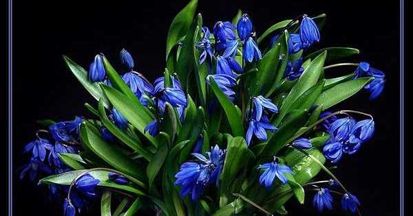 ORA POVEŞTILOR: Viorele - frumoasa legendă