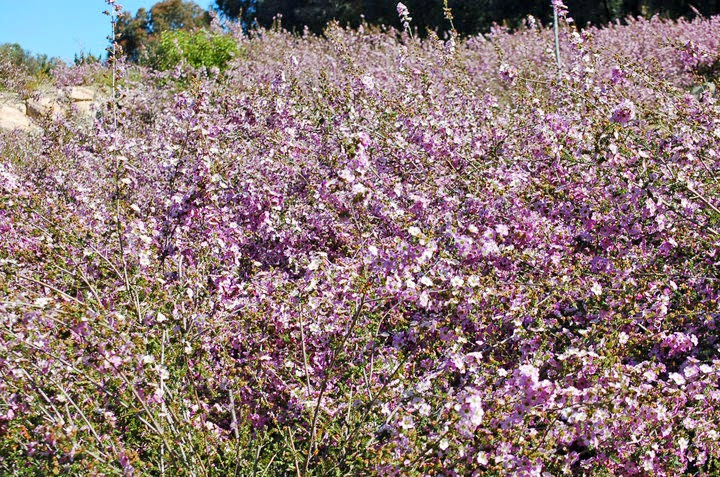 A Passion for Flowers: Lepto Rotundifolia