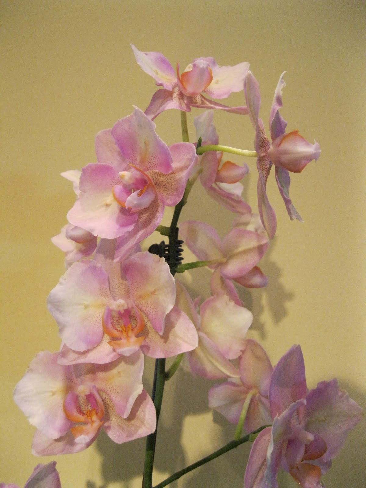 Florile lui Deni: Phalaenopsis Legato, cu cincisprezece bobocei, sosita ...