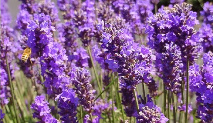 Lavandula ~ Do You Really Know?