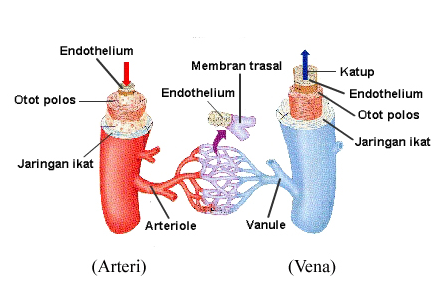 Zat Perantara Kimiawi Endothelins (ET) pada Sel Endotel