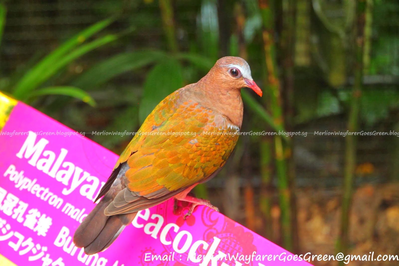 Jurong Bird Park - Southeast Asian Birds Aviary ~ Merlion Wayfarer Goes ...