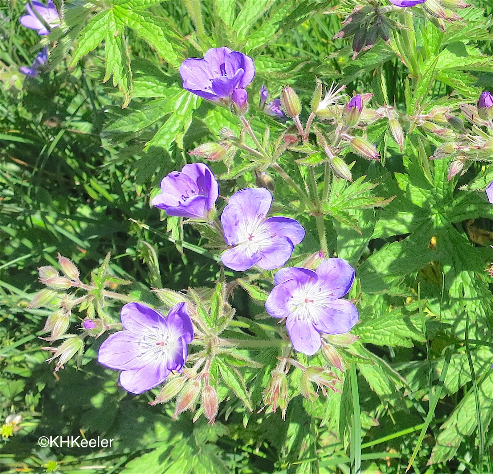 Wild Cranesbill Geranium