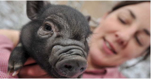 La moda de los cerdos vietnamitas que ha terminado en una grave amenaza ...