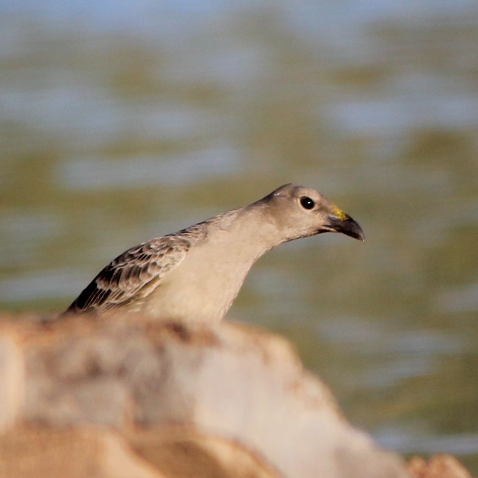 Pete's Flap Birding Aus: 24 birding moments at Timber Creek