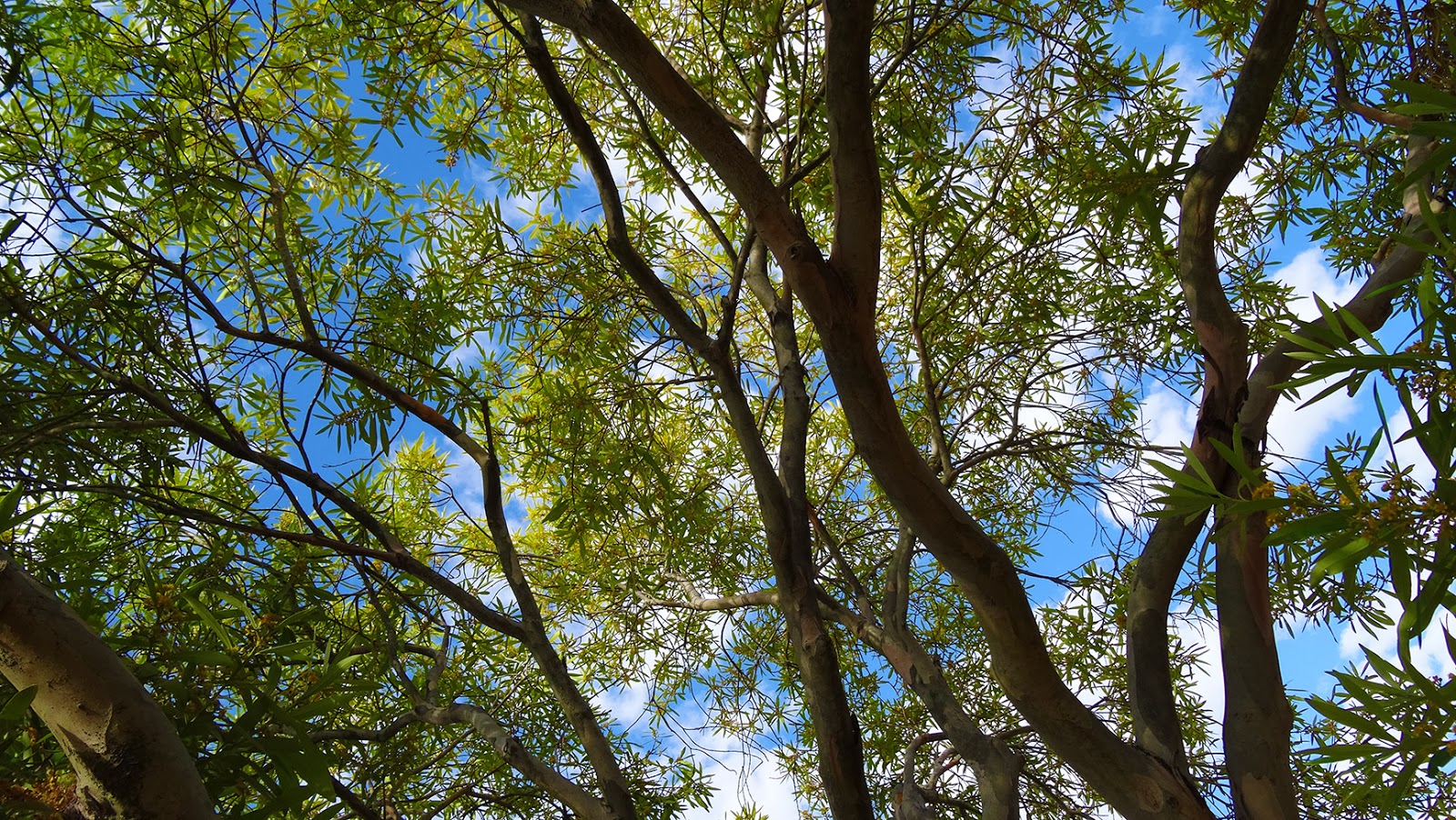 MAP: MELBOURNE STREET TREES 64 - WATER GUM