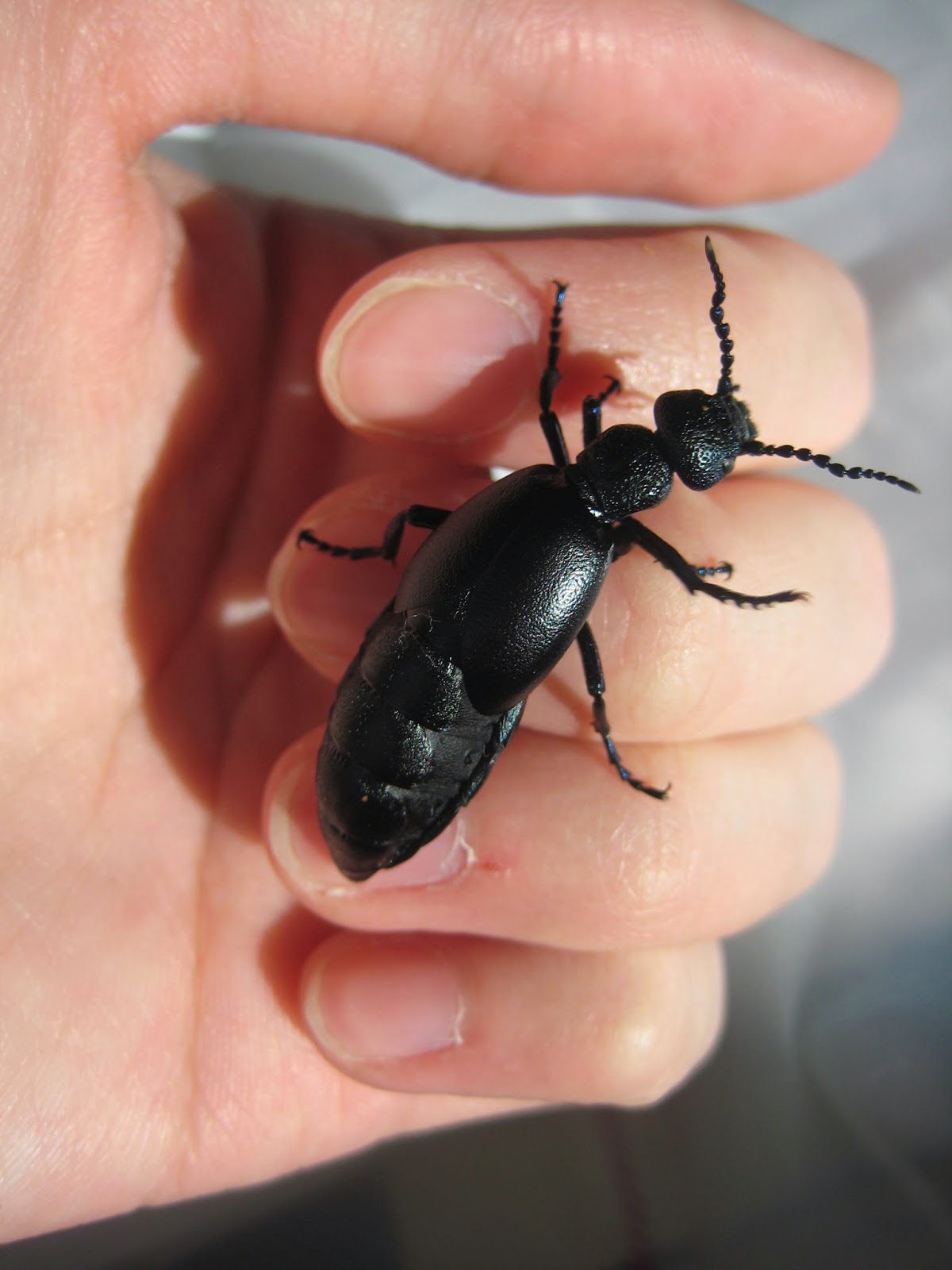 Insects of Britain: Oil Beetle