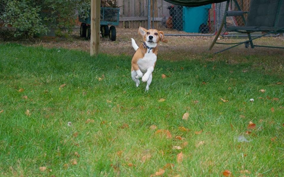 Life With Beagle: Adopt a senior pet PLUS Beagle Freedom Project saves ...