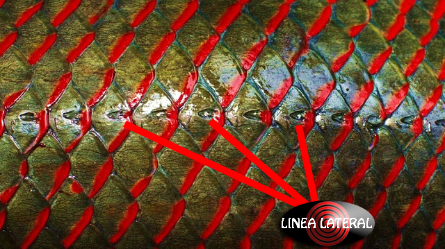 La Línea Lateral de los Peces