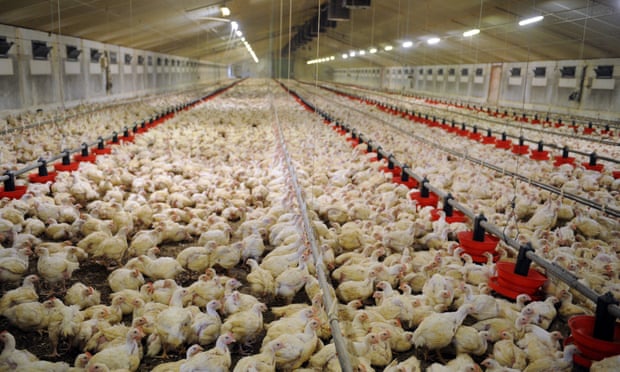 Arjunpuri in Qatar: There's no such thing as humane meat or eggs. Stop ...