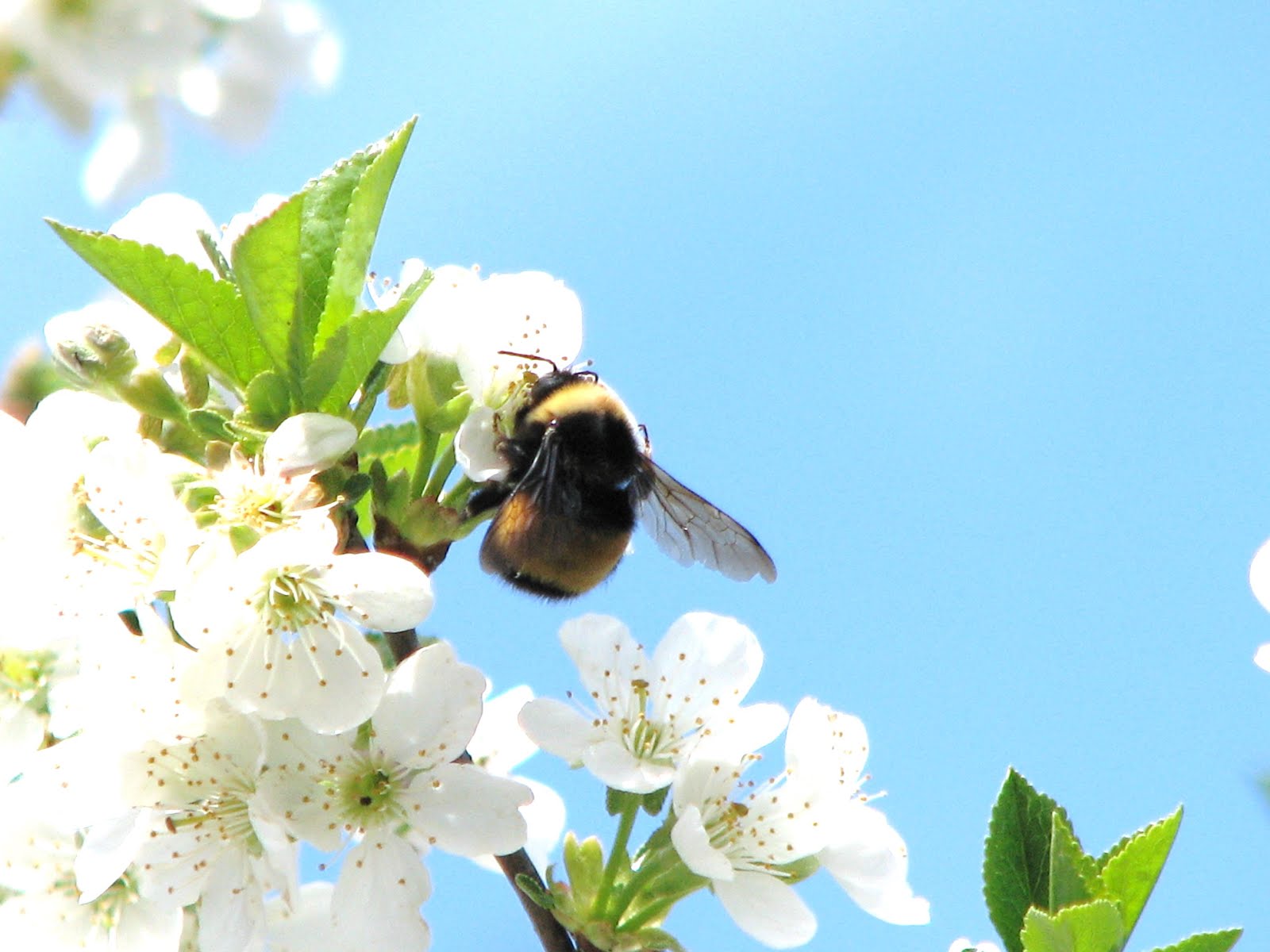 Jericho, Vermont Photos: Vermont Native Plants & Their Visitors ...