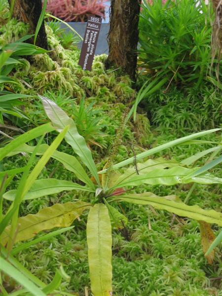 ARTE Y JARDINERÍA : PLANTAS CARNÍVORAS. Triphyophyllum