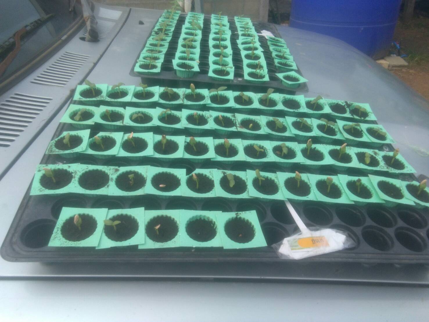 การปลูกเมล่อน Style Oji Meron: การปลูกเมล่อน Style Oji