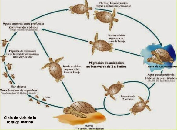 El Mundo Acuático De Las Tortugas Marinas
