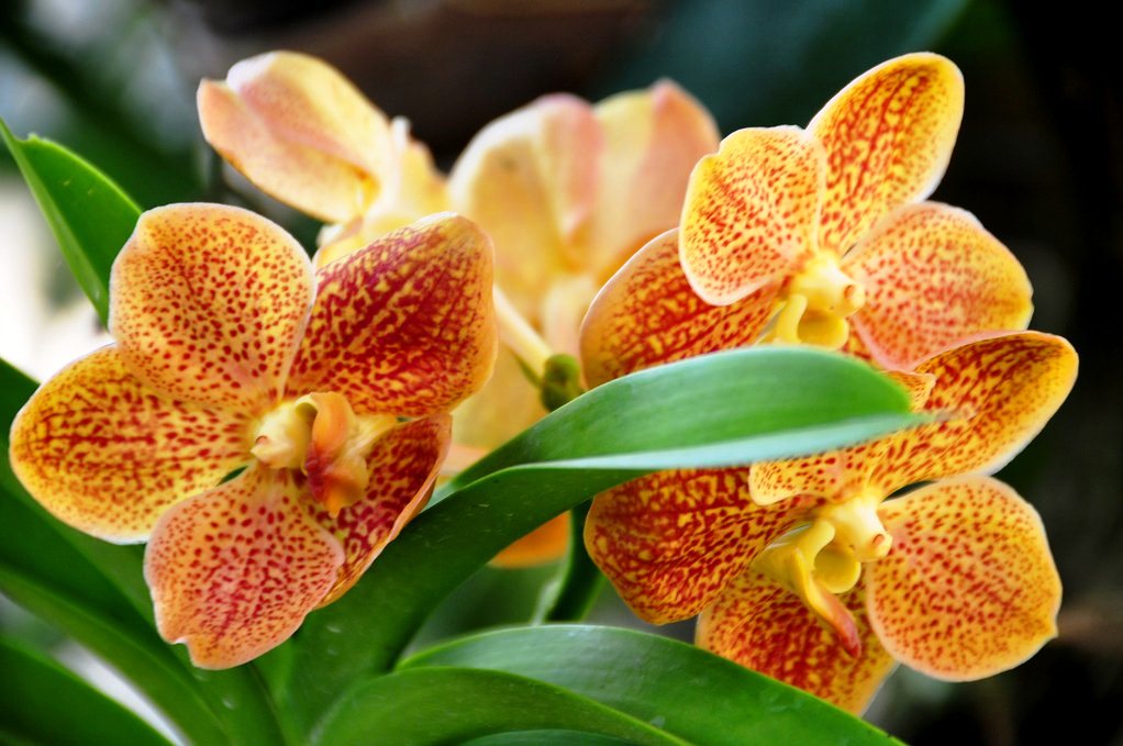 El Viajero: Waling-waling Expo