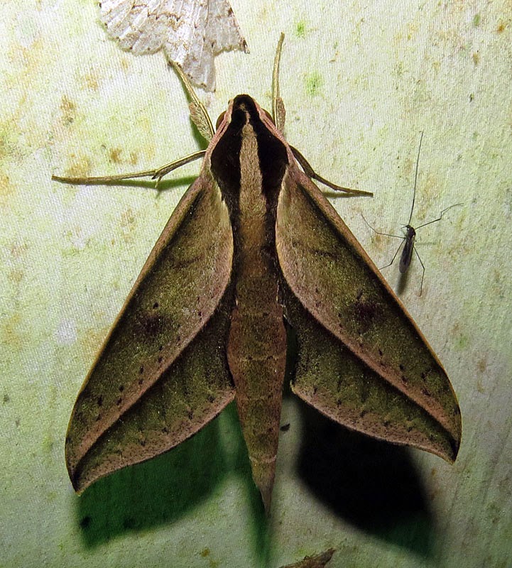 Birdernaturalist: Some Sphinx Moths of Costa Rica