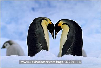 Biology Performance Task: The courtship of penguins